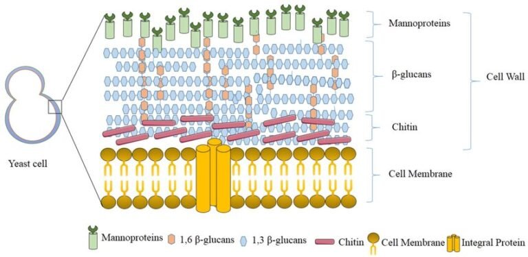 Benefits of Yeast Cell Wall – Hiyeast