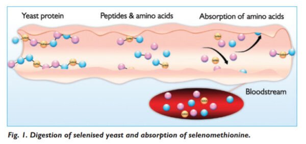 A new generation of organic selenium – Hiyeast