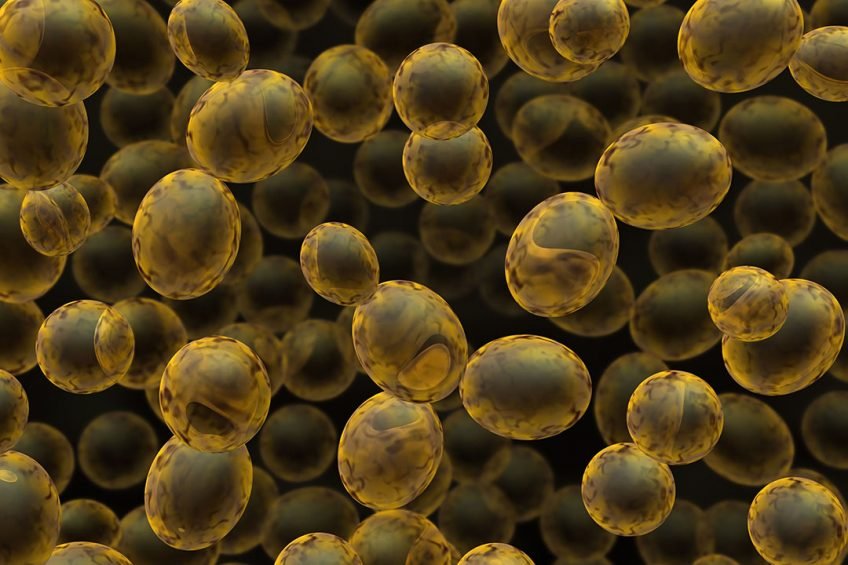 Yeast Cell Wall Polysaccharides glucans Mannans Hiyeast Yeast Cell Wall Polysaccharides glucans Mannans Hiyeast