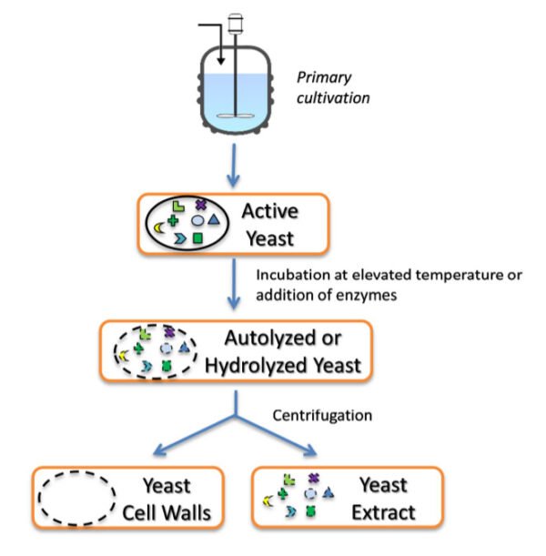 How to recognize a quality yeast cell wall product? – Hiyeast
